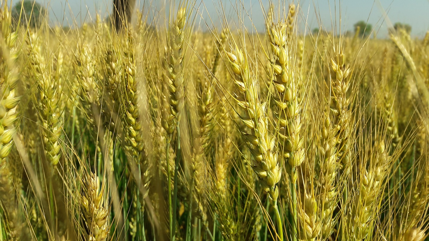 Crops Information – Farming News | Crops Information | Farmer Blog